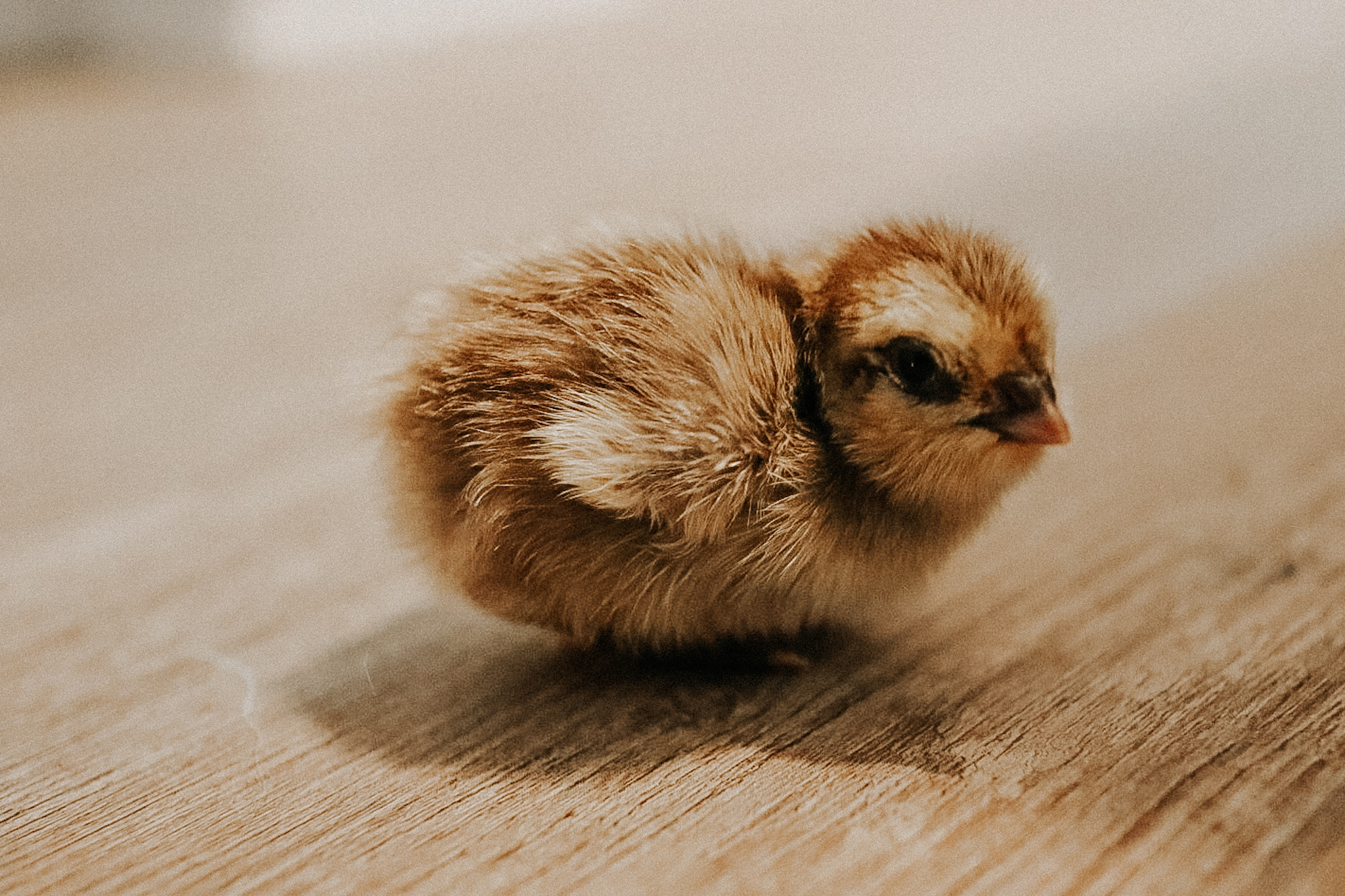 Everything you need to know about hatching and raising quail – The Wandering Walkers