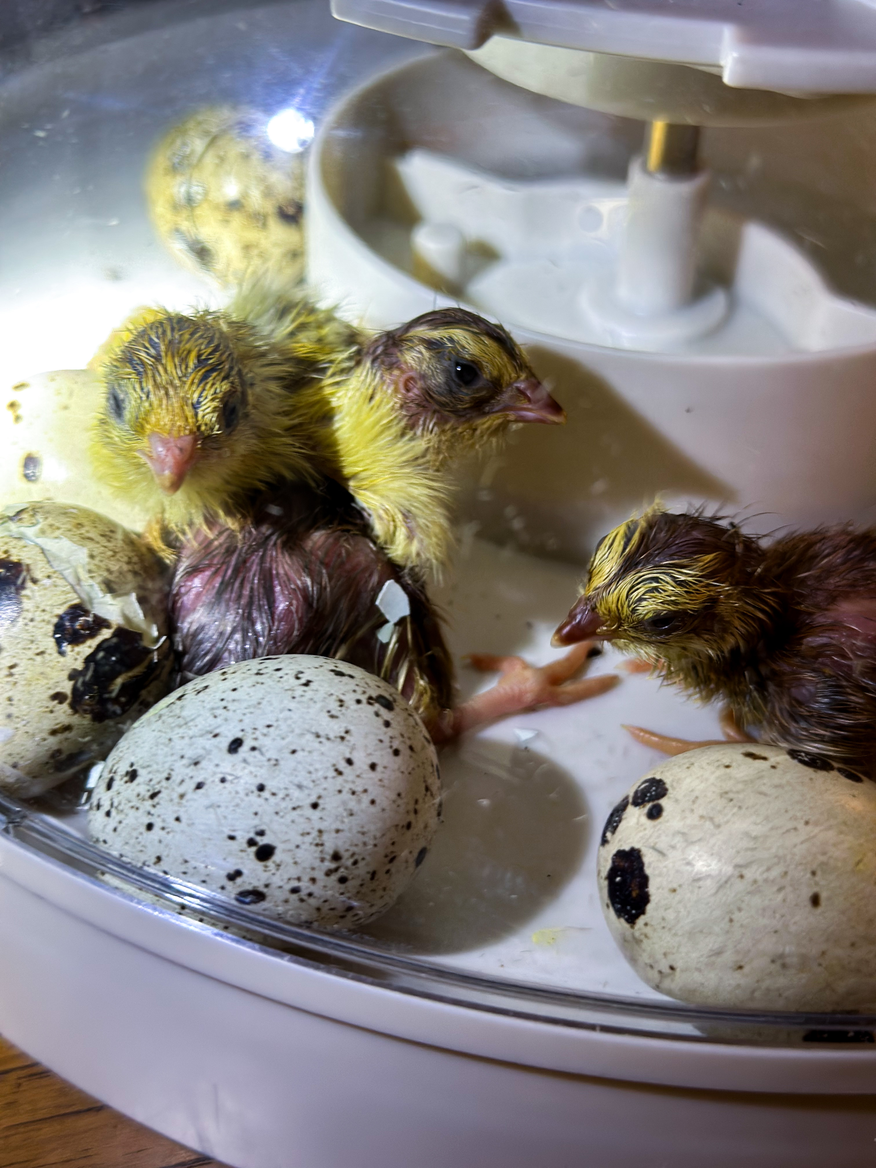 Everything you need to know about hatching and raising quail – The ...